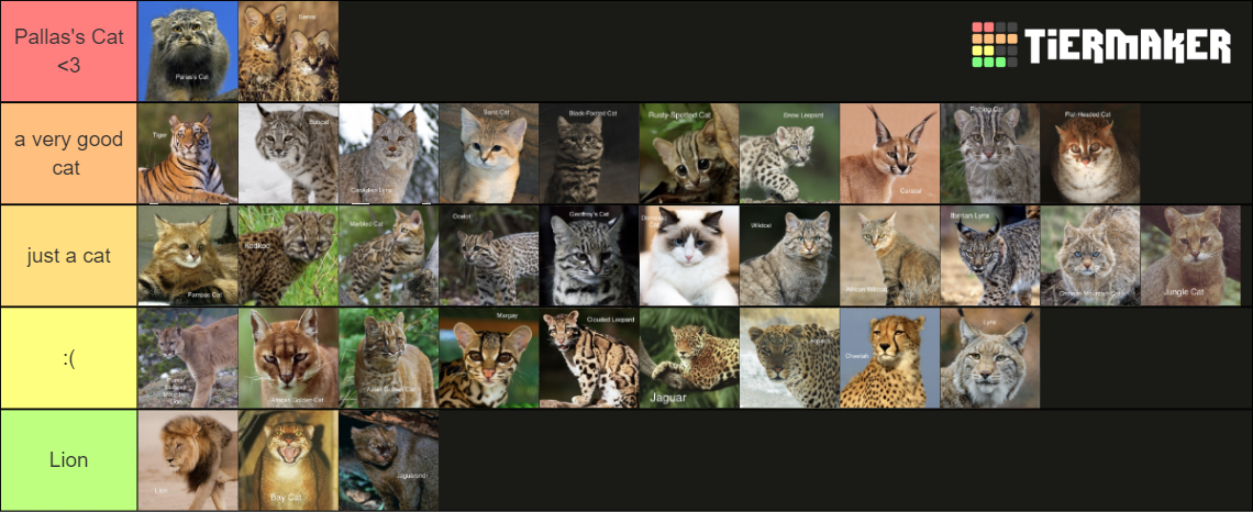 Wild Cat ranking (Pallas's cat included) (35 cats total) Tier List ...