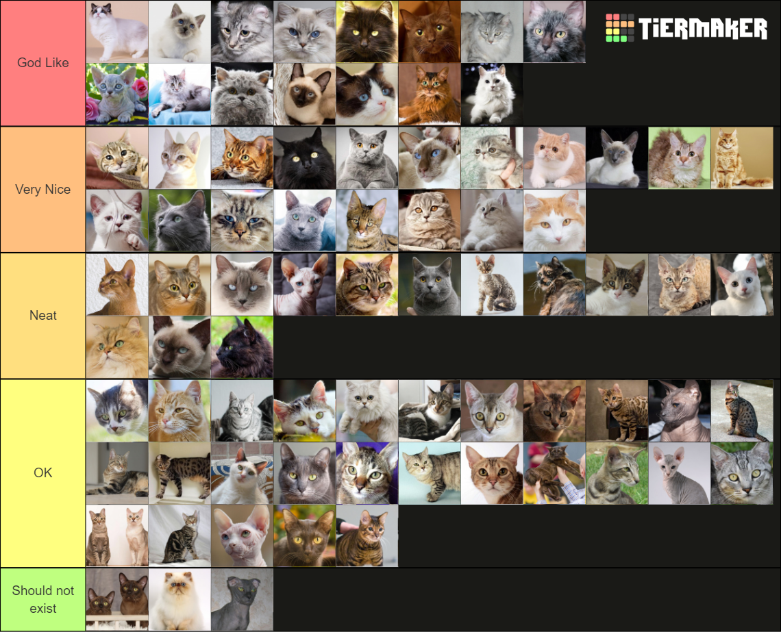 Cat breeds Tier List (Community Rankings) - TierMaker