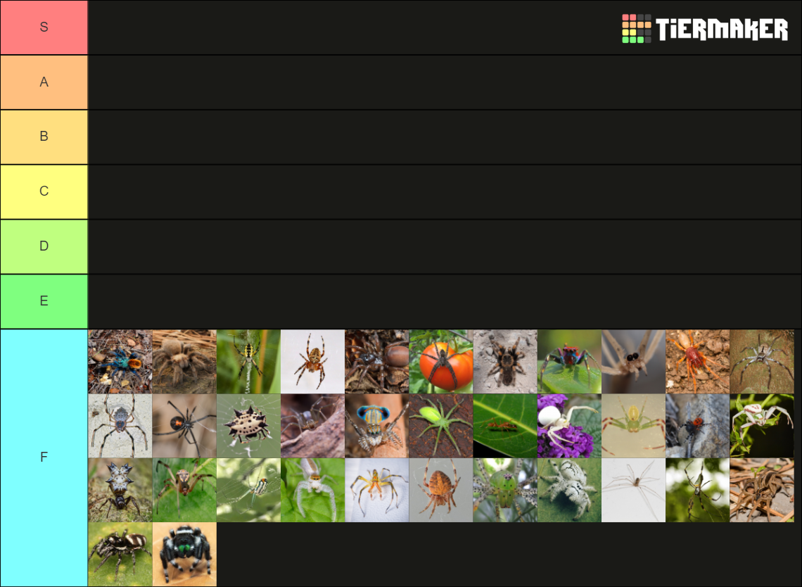 Spiders Tier List (Community Rankings) - TierMaker