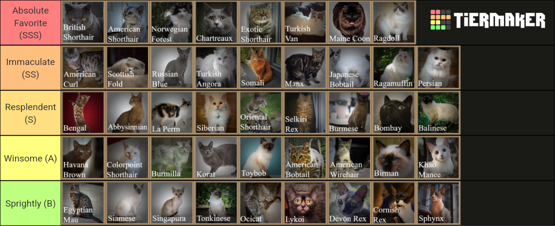 Cat Tier List (Community Rankings) - TierMaker