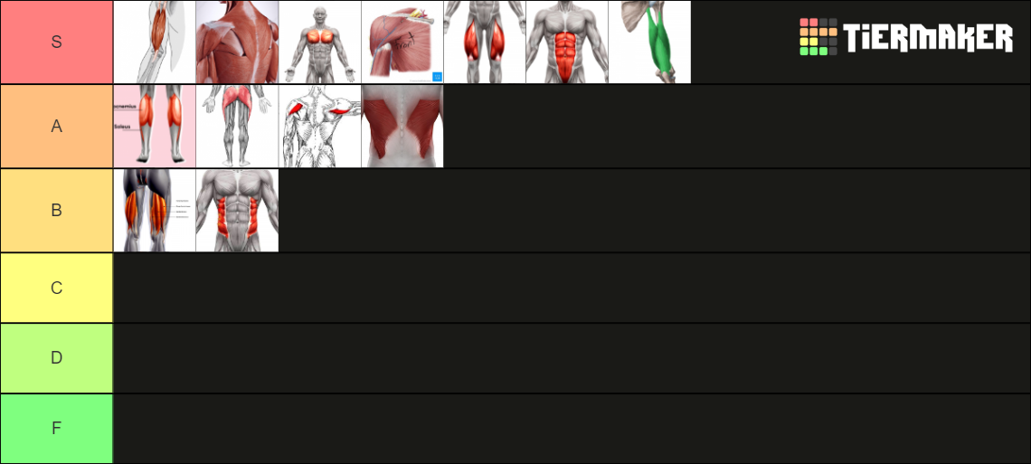 Muscle Groups Tier List (Community Rankings) - TierMaker