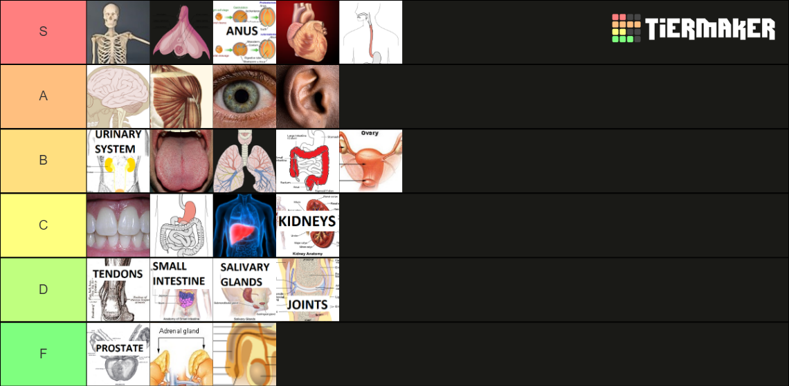 Major Human Organs Tier List (Community Rankings) - TierMaker