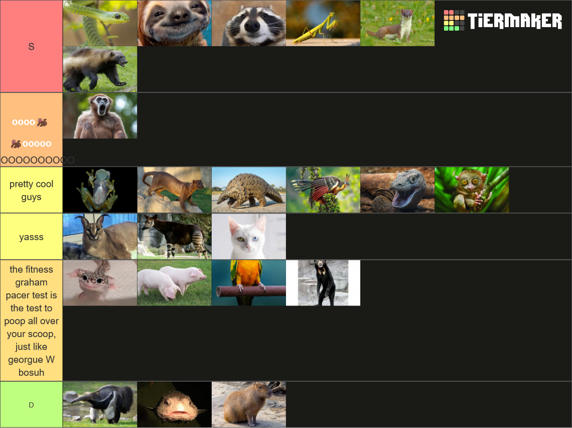 Somewhat Obscure Animals Tier List (Community Rankings) - TierMaker