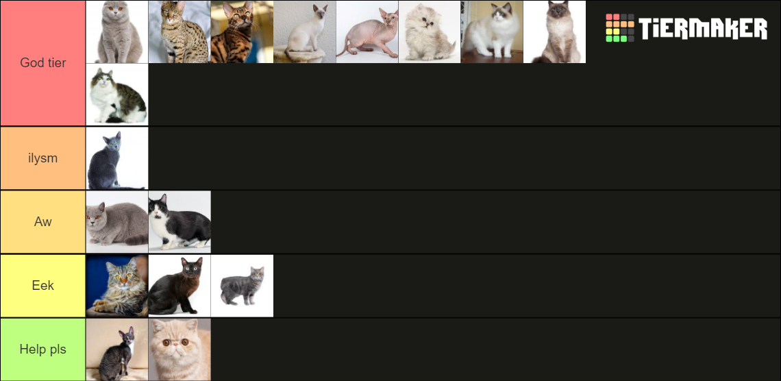 Cat breeds Tier List (Community Rankings) - TierMaker