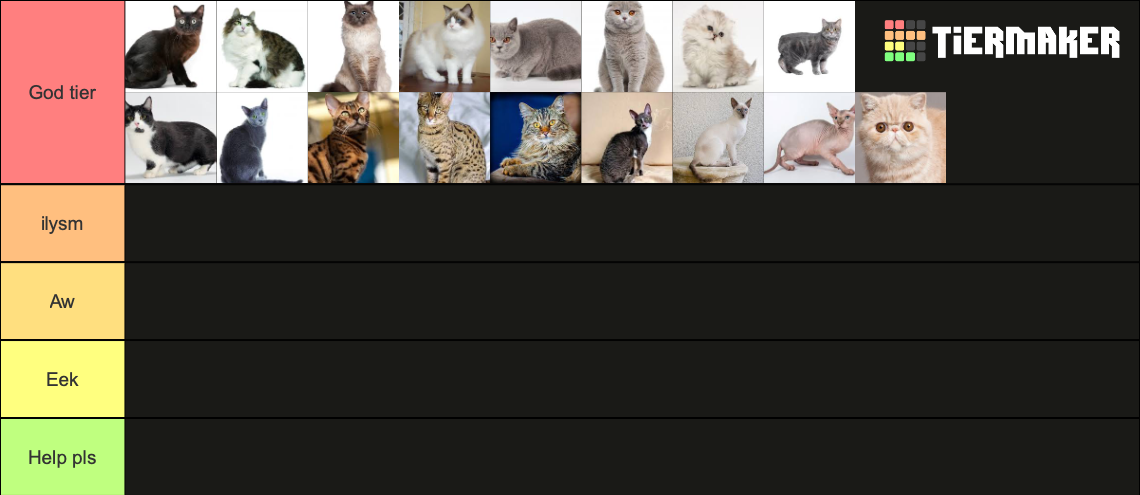 Cat breeds Tier List (Community Rankings) - TierMaker