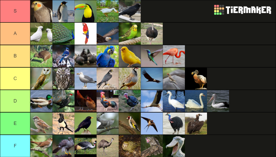 Bird ( 50 birds ) Tier List (Community Rankings) - TierMaker