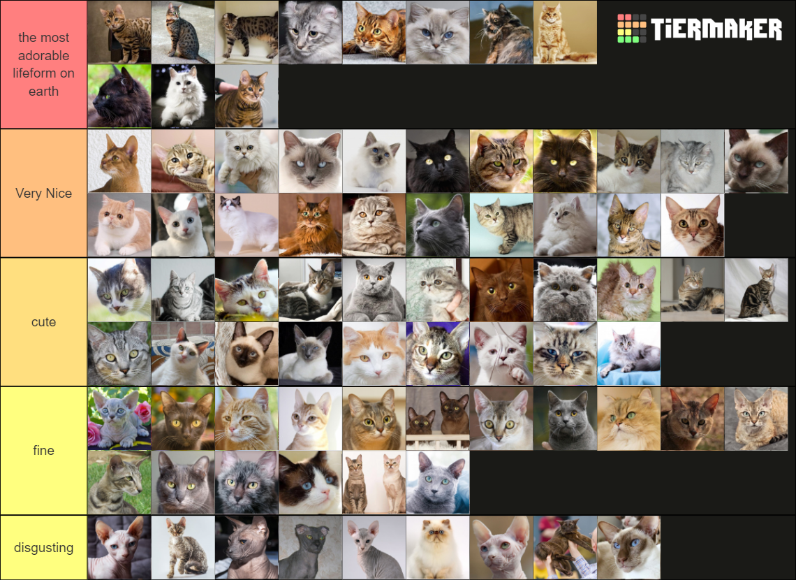 Cat breeds Tier List (Community Rankings) - TierMaker