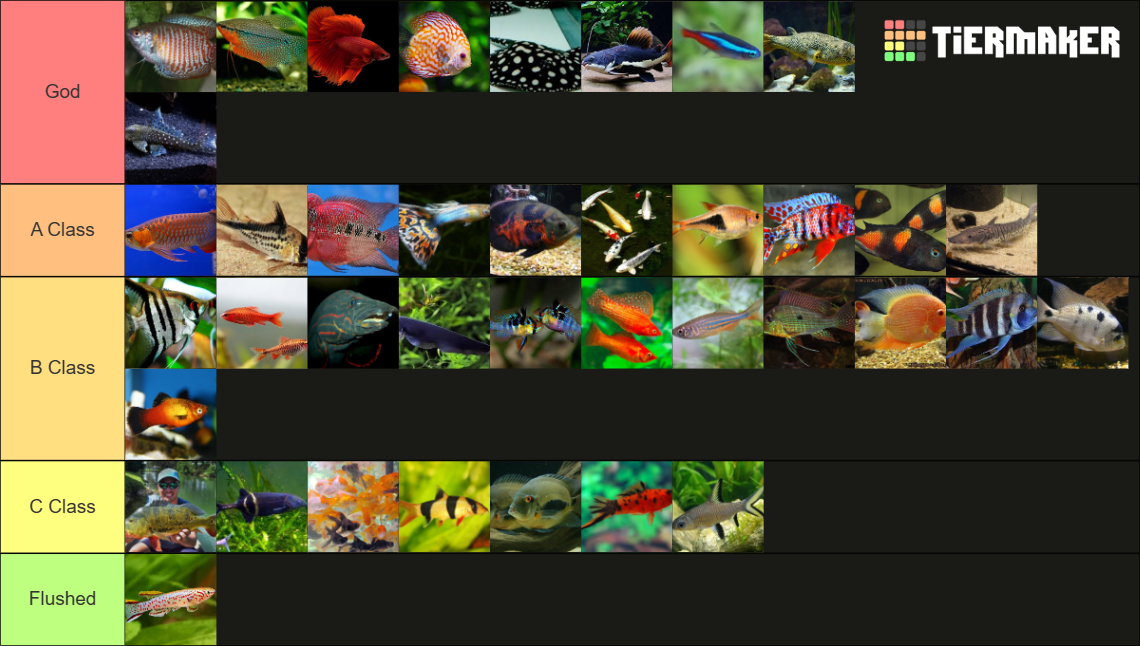 Aquarium Fish (Freshwater) Tier List (Community Rankings) - TierMaker