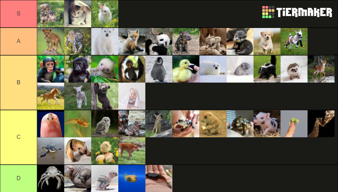 Cutest Baby Animals Tier List (Community Rankings) - TierMaker