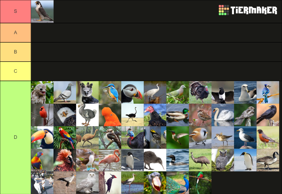 Bird Species Tier List (Community Rankings) - TierMaker