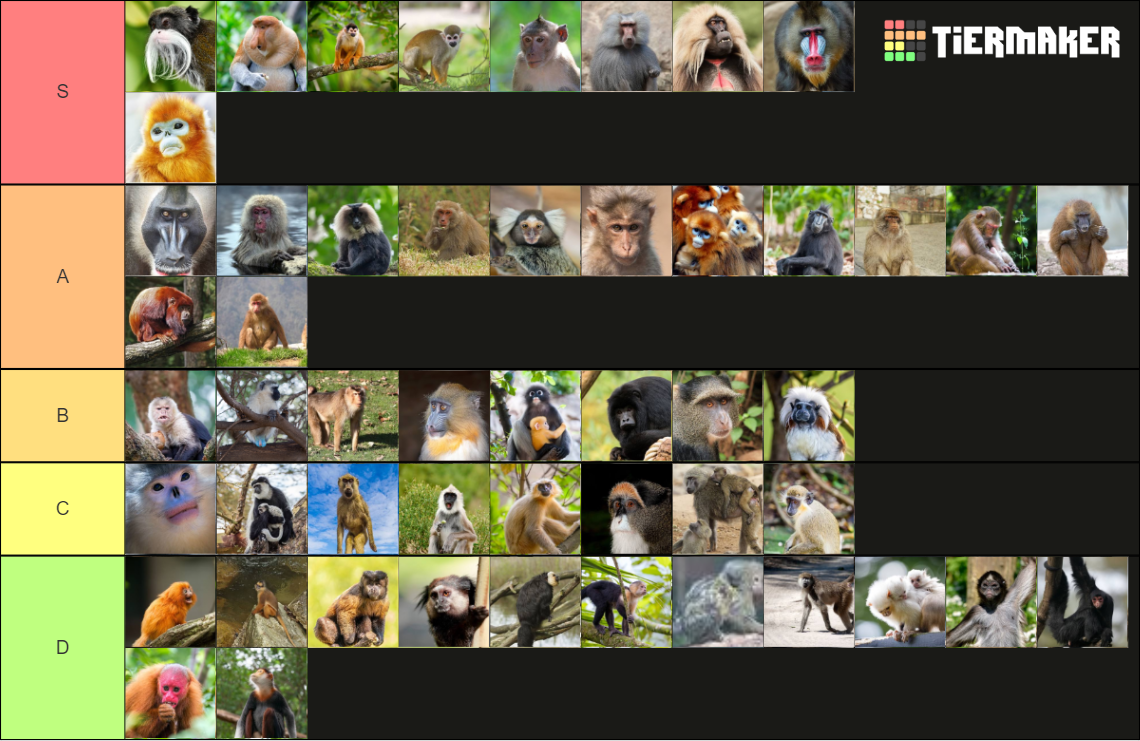 Monkey Monkey Monkey Tier List (Community Rankings) - TierMaker
