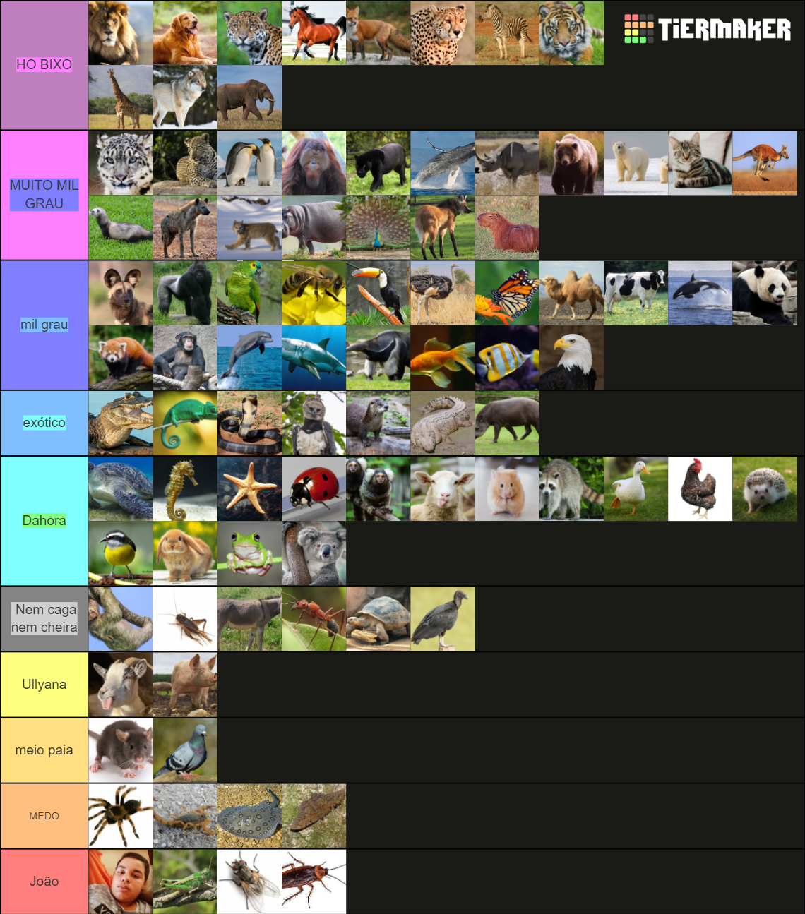Animais A T Tier List (Community Rankings) - TierMaker