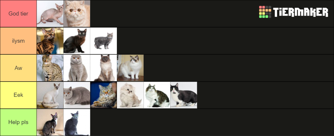 Cat breeds Tier List (Community Rankings) - TierMaker