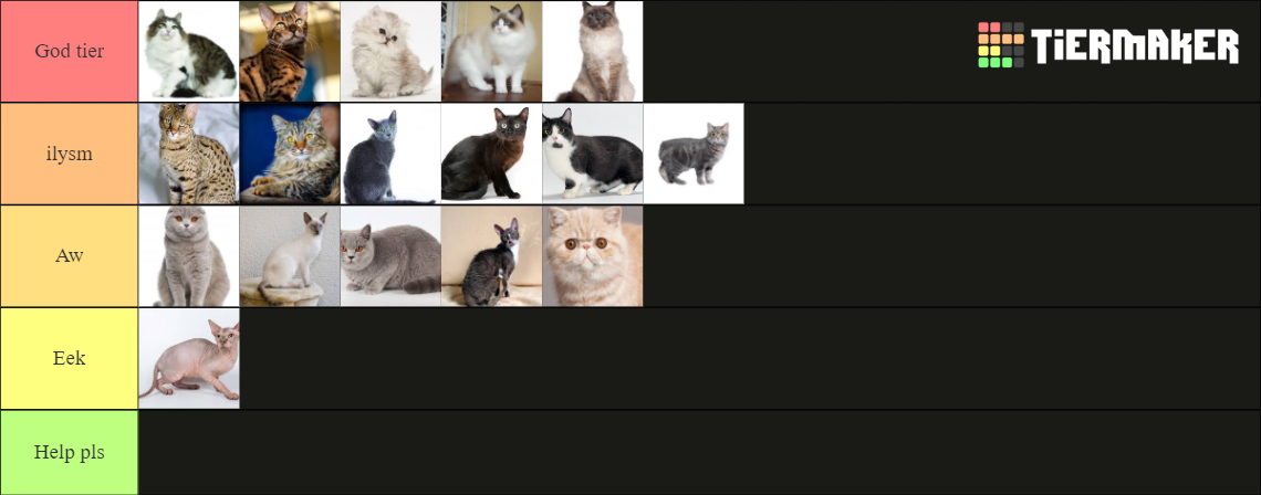 Cat breeds Tier List (Community Rankings) - TierMaker