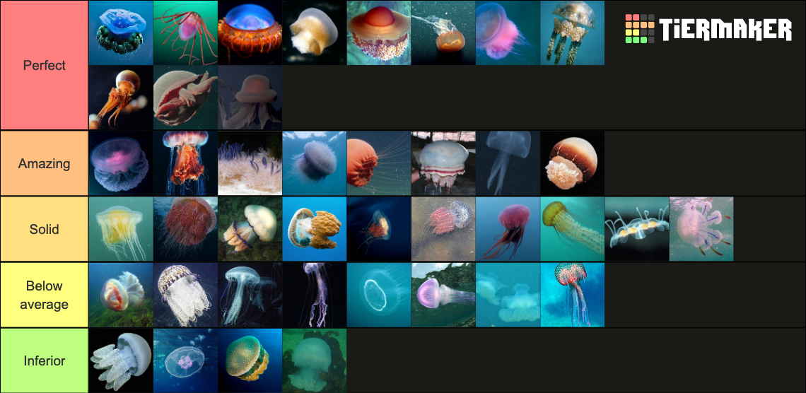 Jellyfish (Scyphozoa) by Genus Tier List (Community Rankings) - TierMaker
