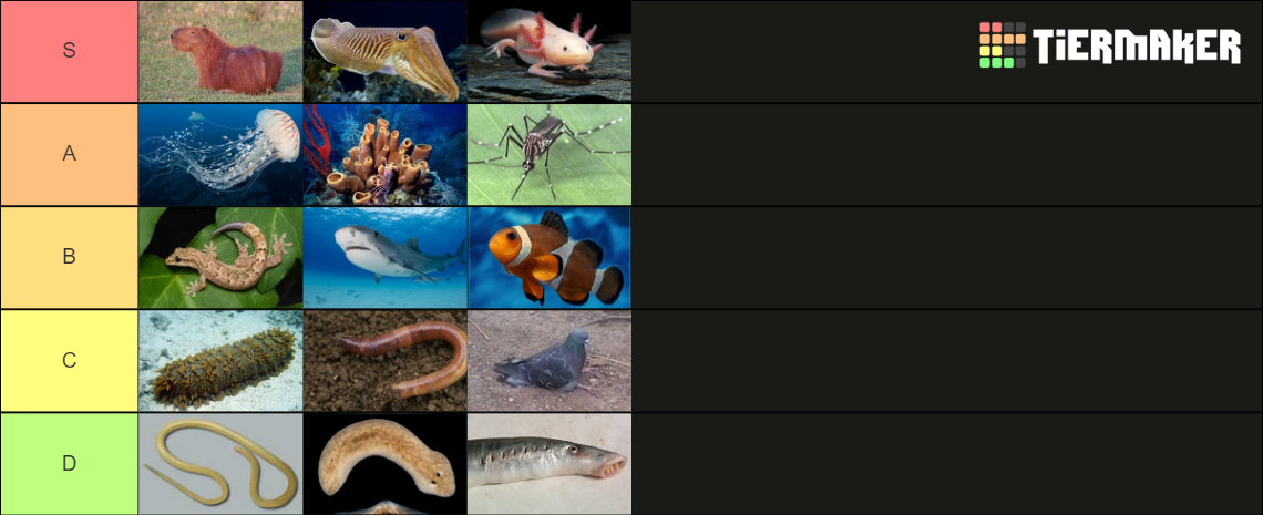 Filos Animalia + Classes dos Vertebrados (Ensino Médio) Tier List ...