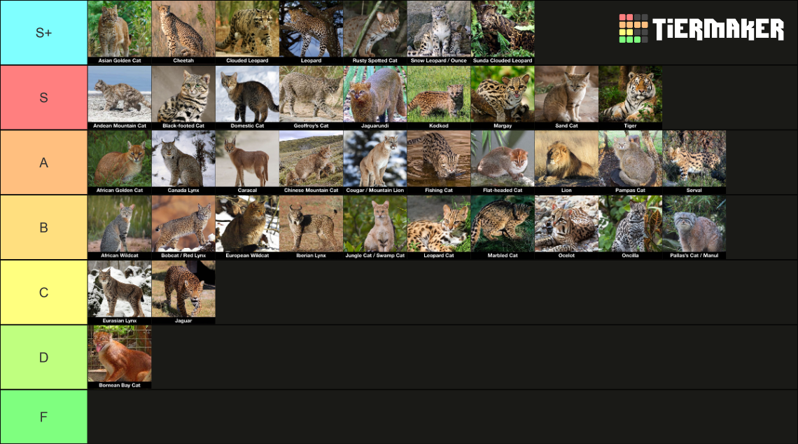 Felidae Tier List (Community Rankings) - TierMaker
