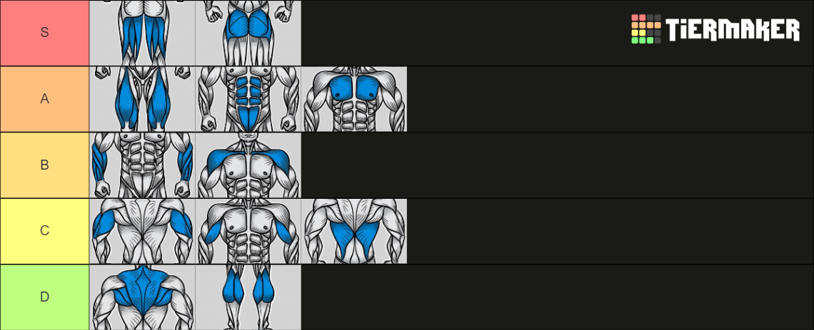 Muscles to Train Tier List (Community Rankings) - TierMaker