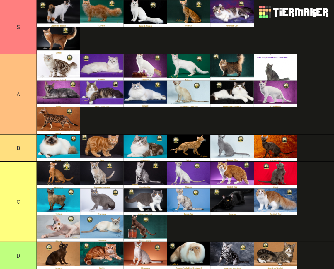 Cat Breeds labeled images Tier List (Community Rankings) - TierMaker