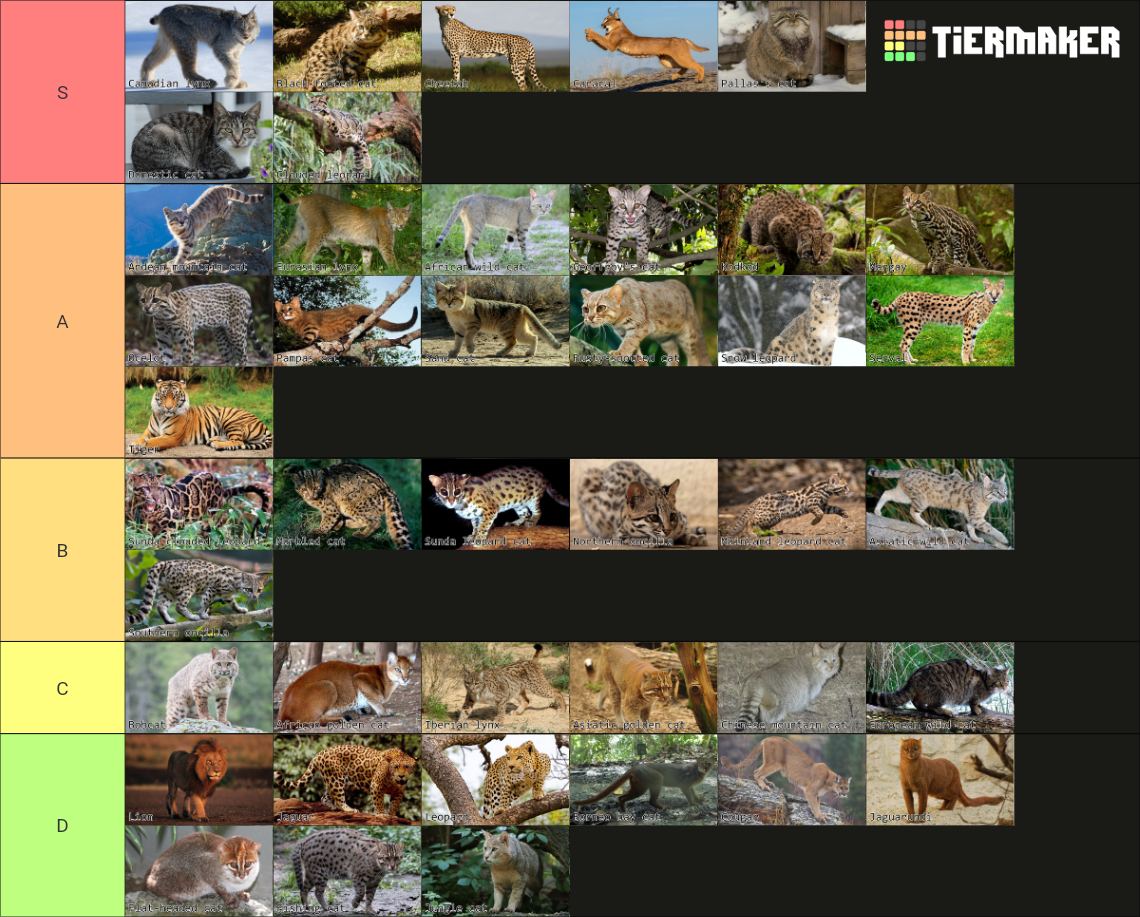 Every Cat Species Tier List (Community Rankings) - TierMaker