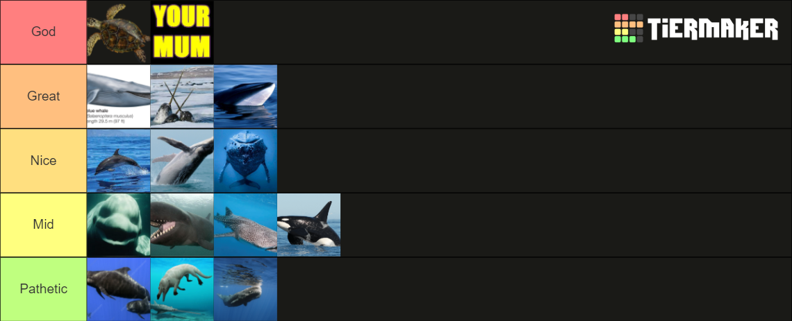 Whale Rankings Tier List (Community Rankings) - TierMaker
