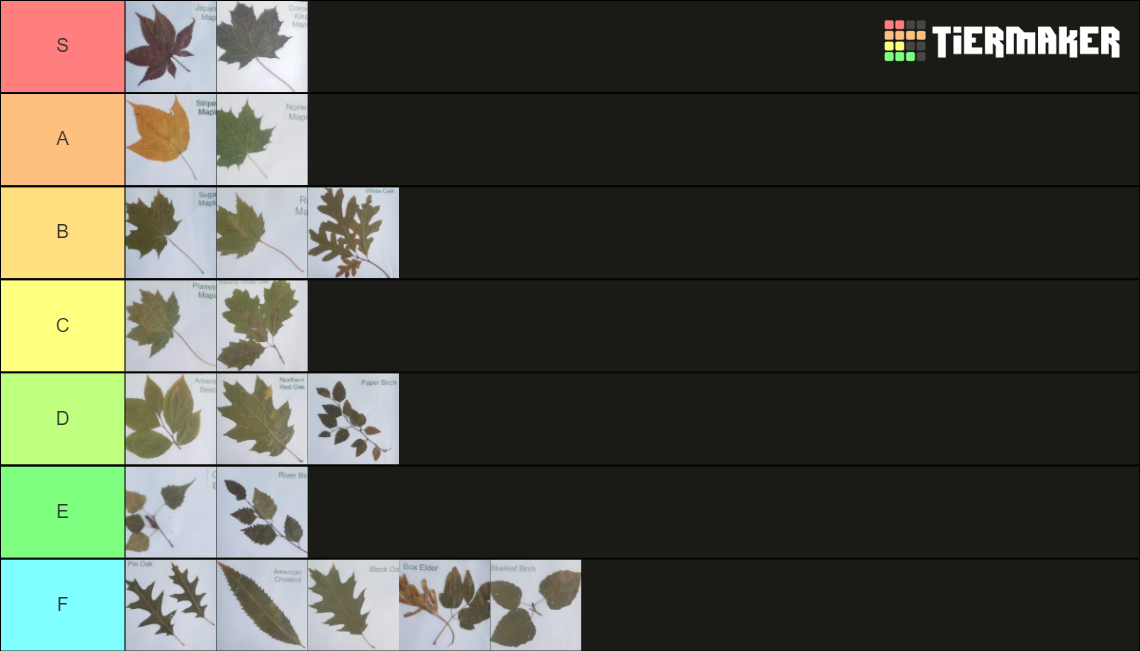 Most Smashable Leaves Tier List (Community Rankings) - TierMaker