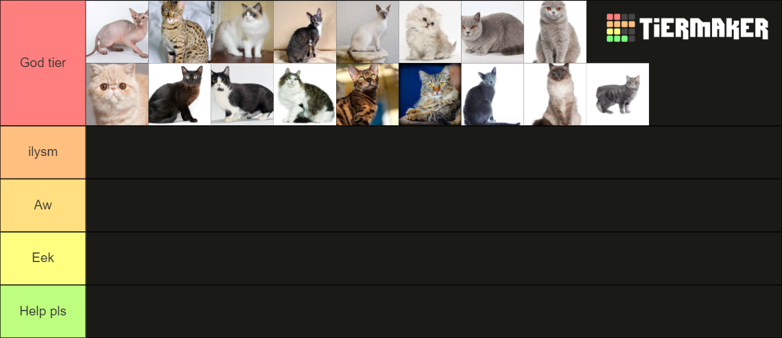 Cat breeds Tier List (Community Rankings) - TierMaker