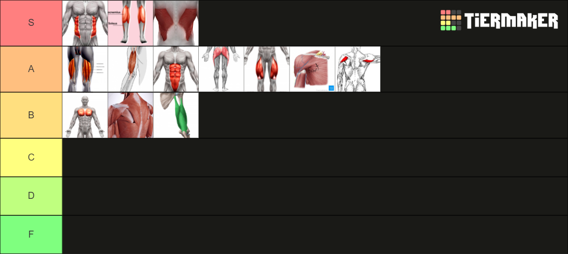Muscle Groups Tier List (Community Rankings) - TierMaker