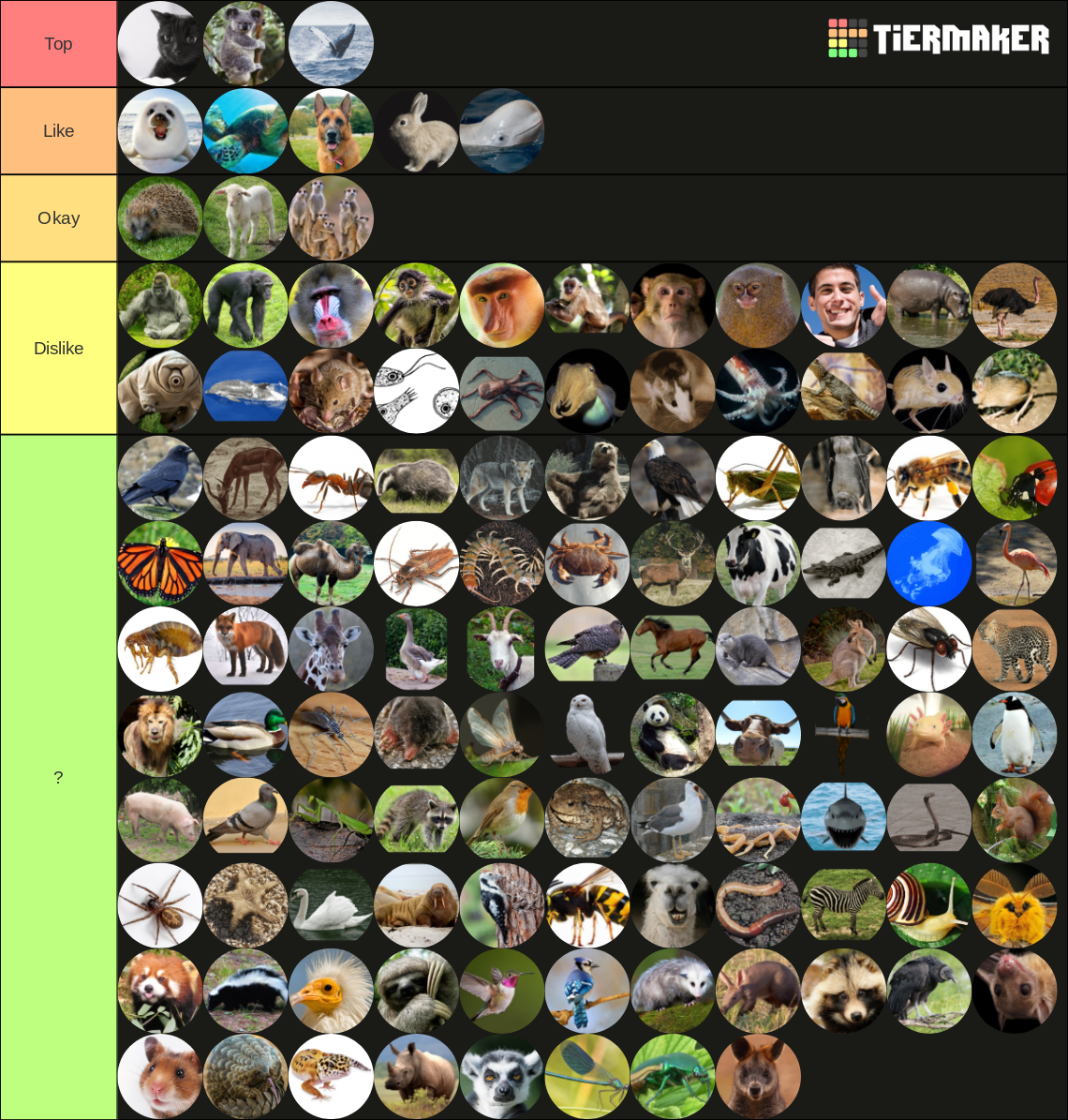 animals Tier List (Community Rankings) - TierMaker