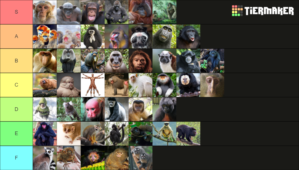 Monkey Tier List (Community Rankings) - TierMaker