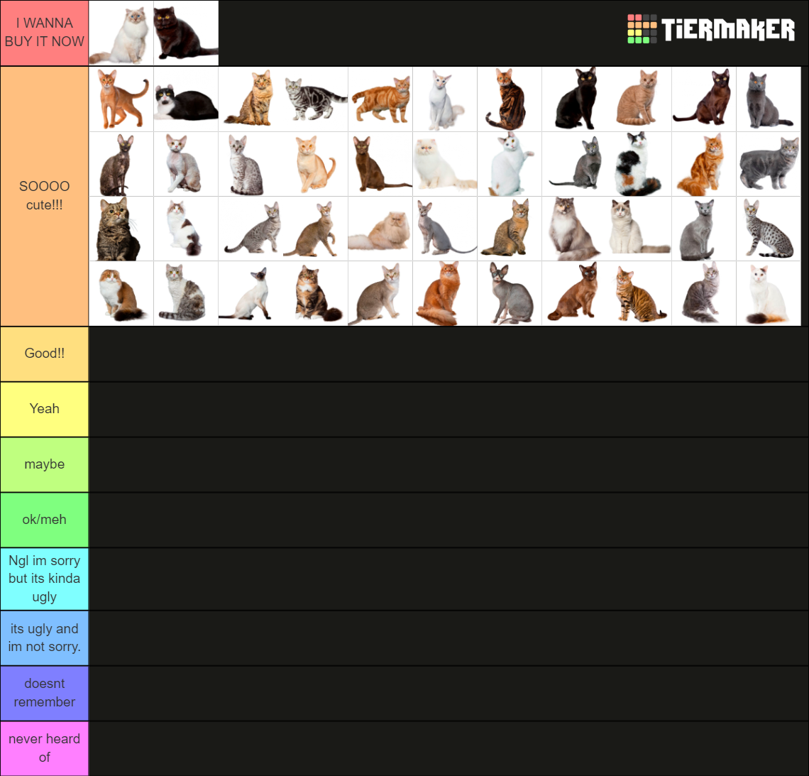 Cat breeds Tier List (Community Rankings) - TierMaker