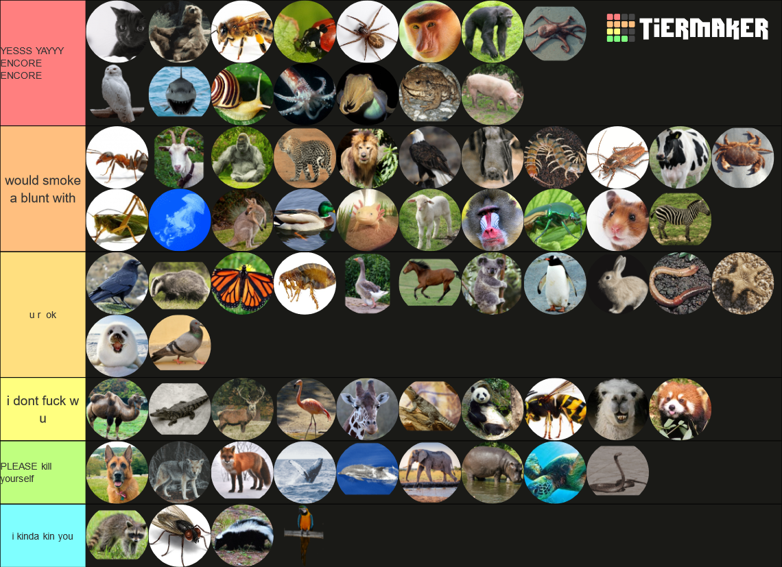 animals Tier List (Community Rankings) - TierMaker