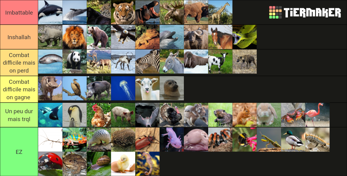 animaux classement Tier List (Community Rankings) - TierMaker