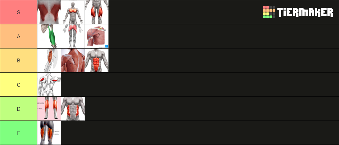 Muscle Groups Tier List (Community Rankings) - TierMaker