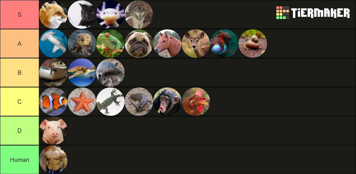 Animals Tier List (Community Rankings) - TierMaker