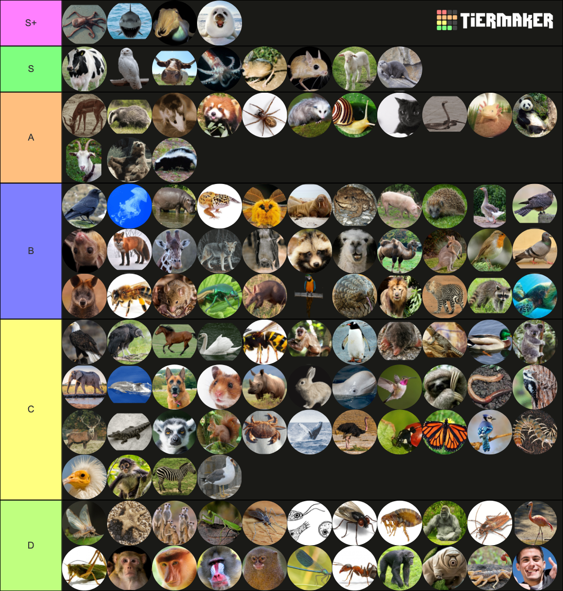 animals Tier List (Community Rankings) - TierMaker