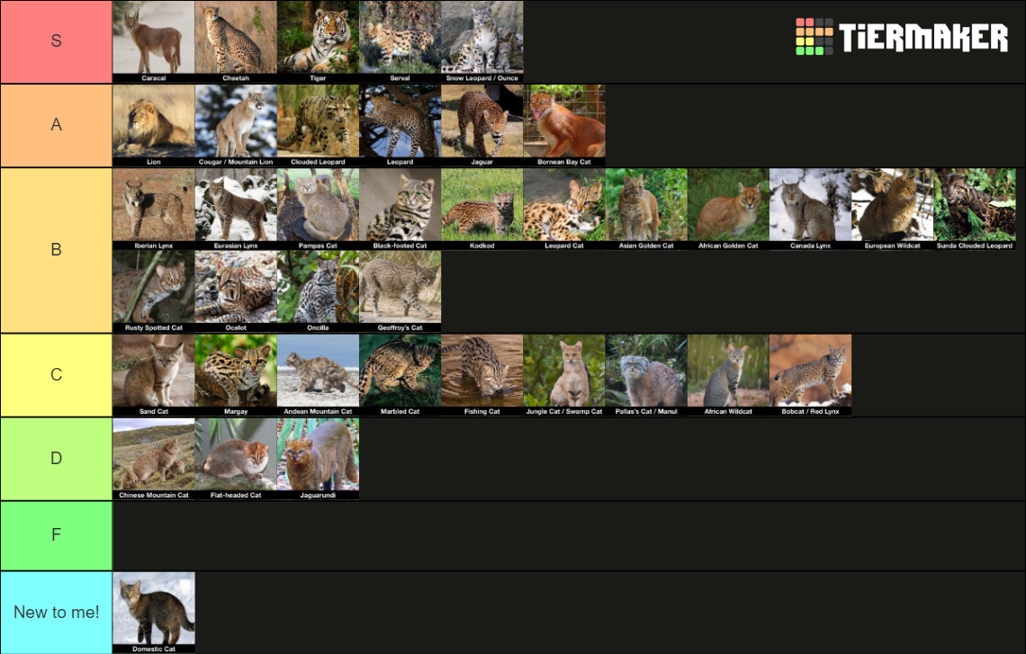 Felidae Tier List (Community Rankings) - TierMaker