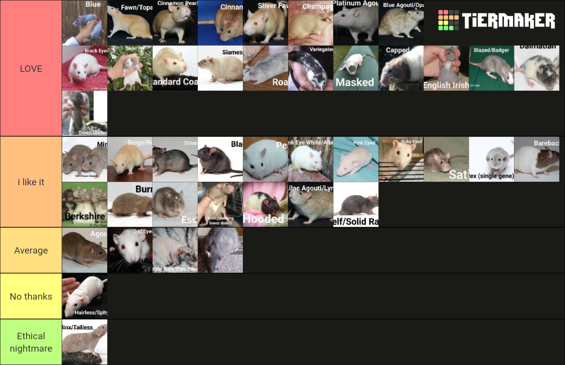 Pet Rat Varieties Tier List (Community Rankings) - TierMaker
