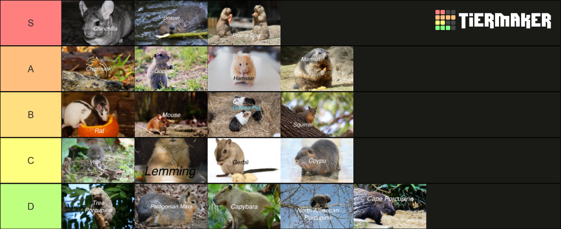 Rodent Tier List (Community Rankings) - TierMaker