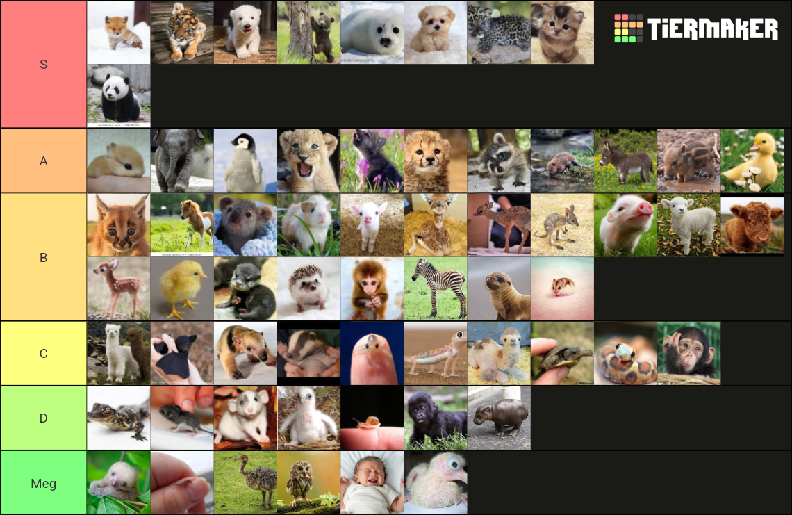 Cute baby animals Tier List (Community Rankings) - TierMaker