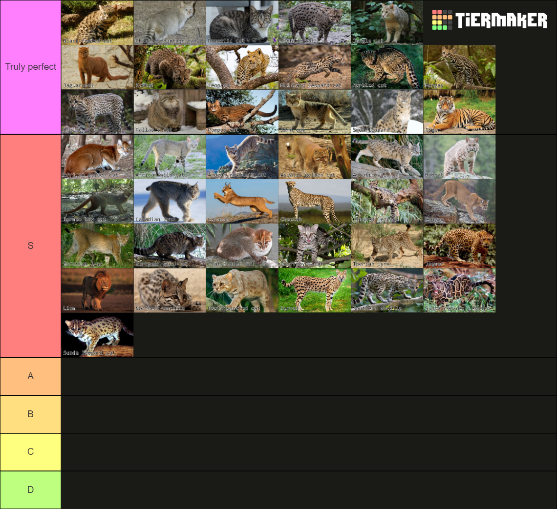 Every Cat Species Tier List (Community Rankings) - TierMaker