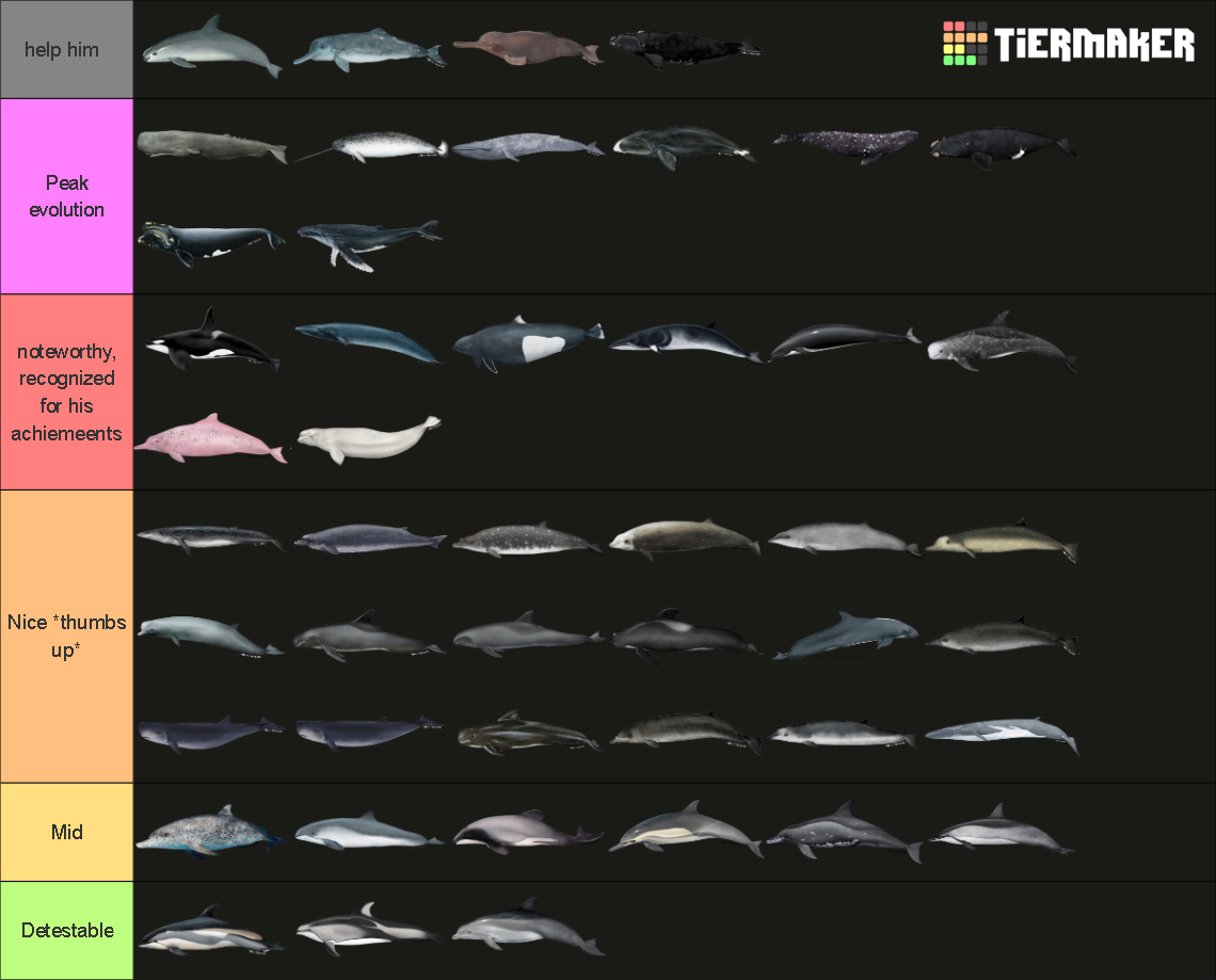 Whales tierlist Tier List (Community Rankings) - TierMaker