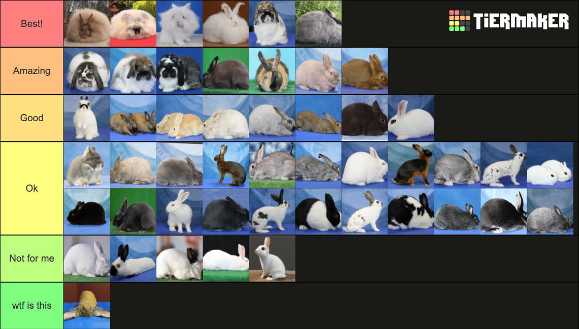 Rabbit Breeds Tier List (Community Rankings) - TierMaker