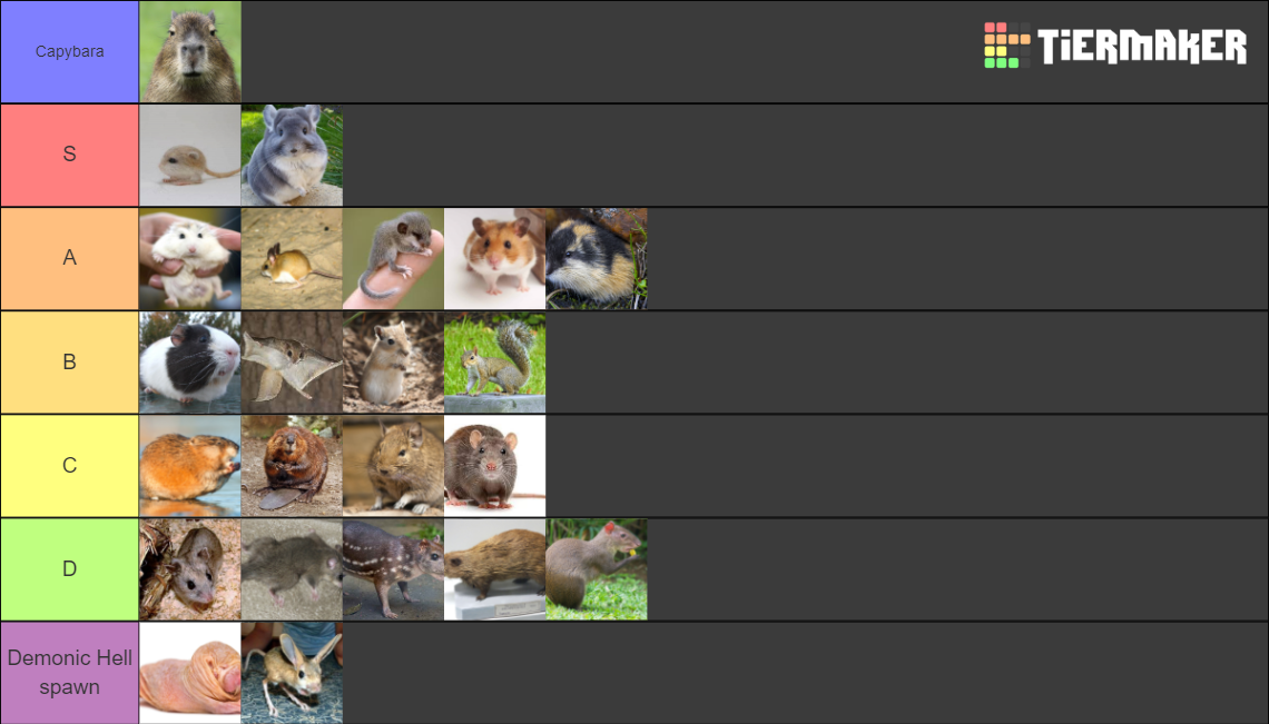 Small Rodent Tier List (Community Rankings) - TierMaker