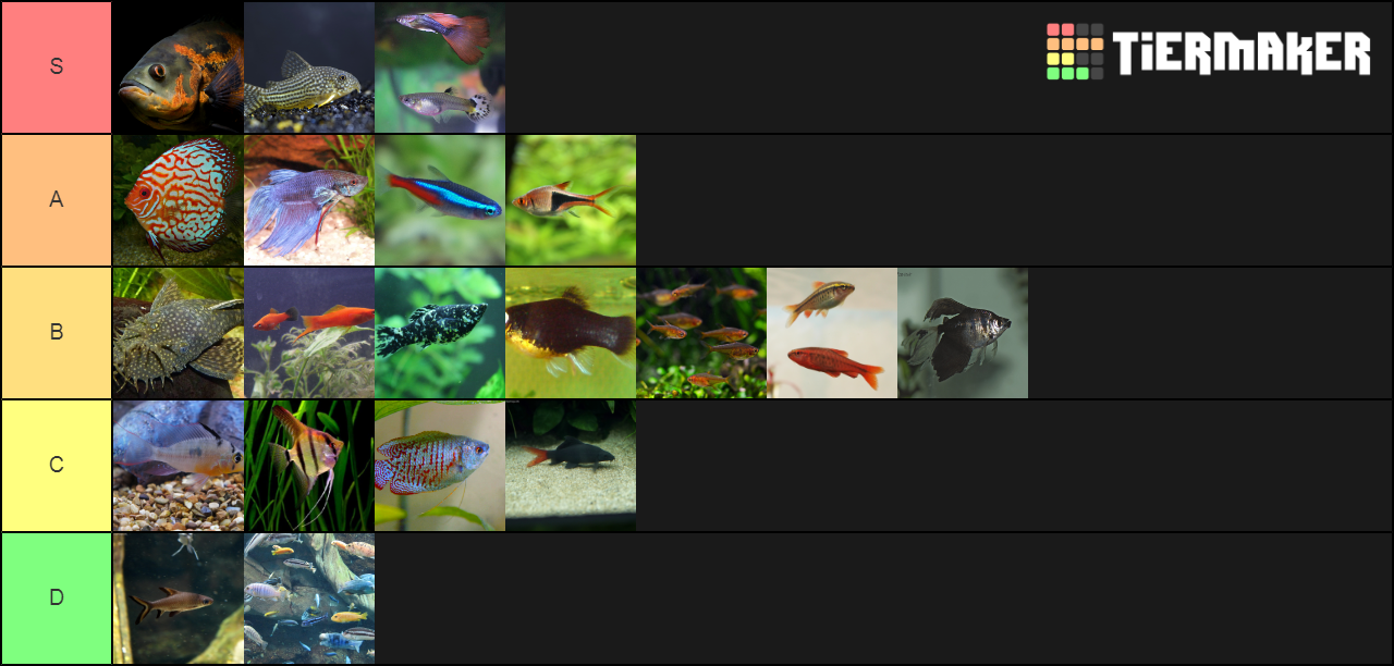 Tropical Freshwater Fish Tier List (Community Rankings) - TierMaker